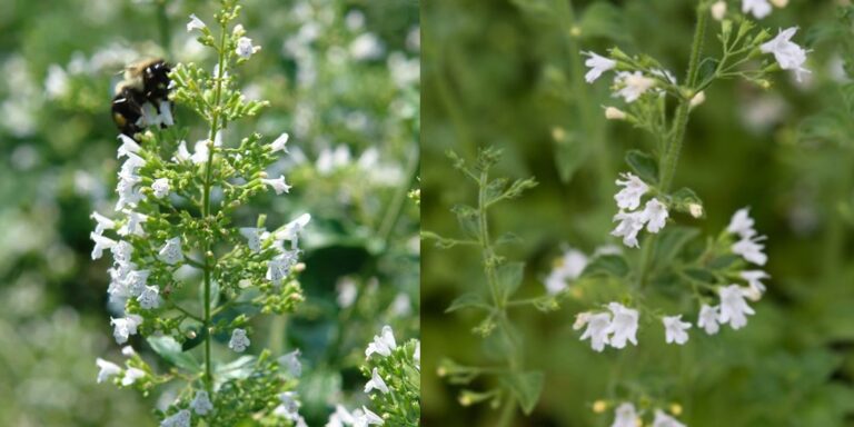 The White Cloud Calamintha: A Comprehensive Guide to Growing and Caring ...