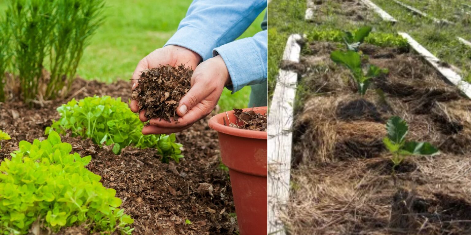 The Complete Guide to Using Hay as Mulch in Your Garden: Benefits, Tips, and Pitfalls - Natural ...