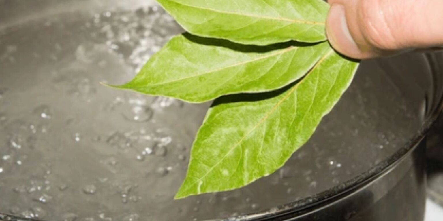 Boil the Leaves, Drink the Liquid, and You Will Be Grateful: Exploring ...