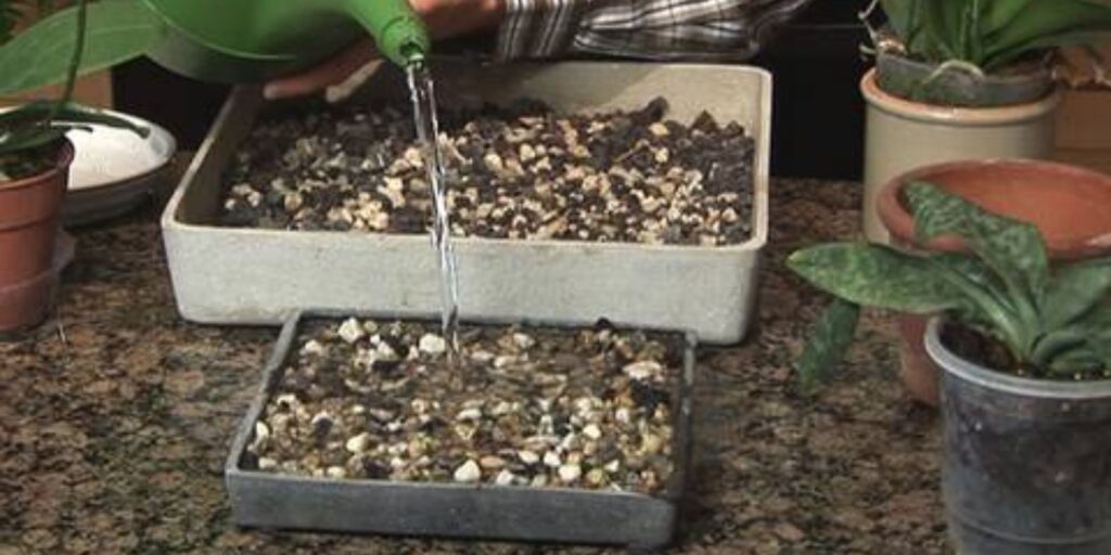 Creating a Humidity Tray for Your Orchids: A Step-by-Step Guide to ...