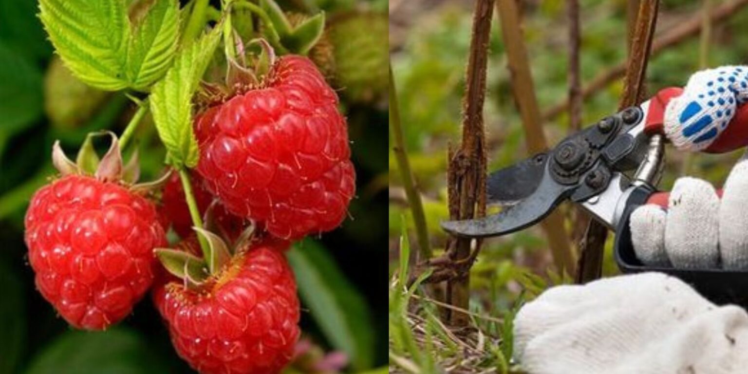 Mastering Raspberry Pruning: A Comprehensive Guide for Lush, Fruitful ...