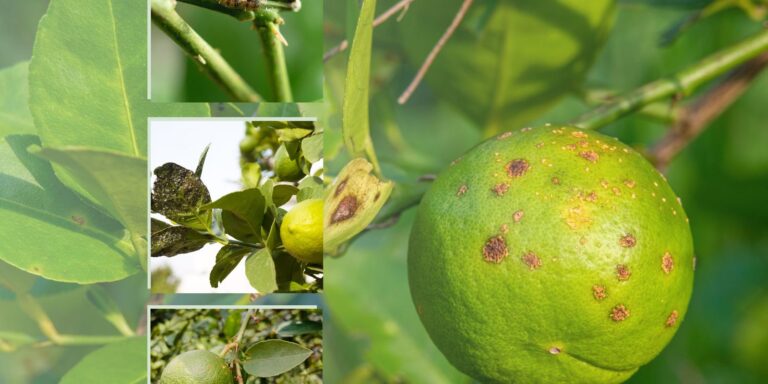 7 Common Lemon Tree Problems and How to Fix Them: A Comprehensive Guide ...