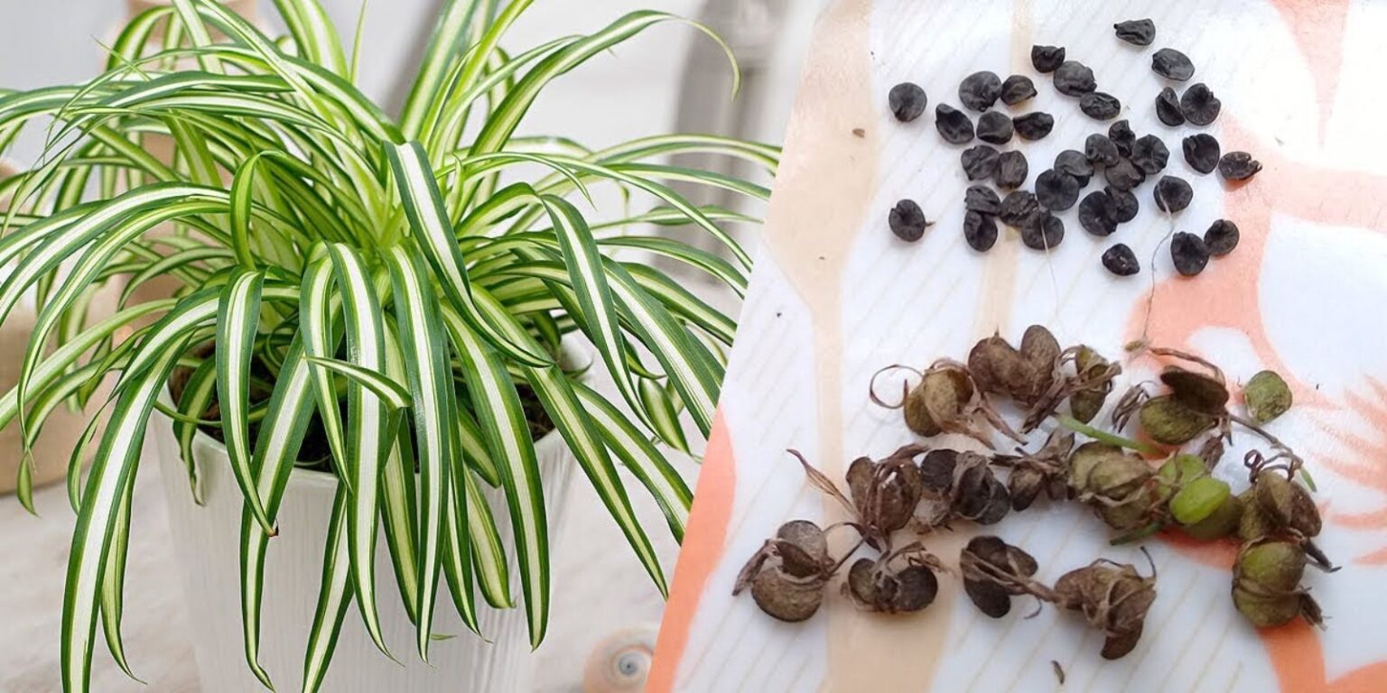 The Ultimate Guide to Collecting and Growing Spider Plant Seeds: From ...
