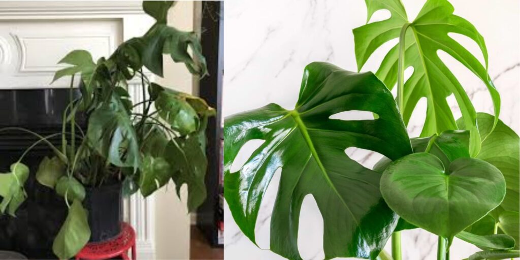 How to Revive a Drooping Monstera Plant: A Comprehensive Guide ...