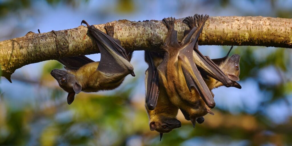 How to Attract Bats to Your Yard and Why You Want Them There! - Natural ...