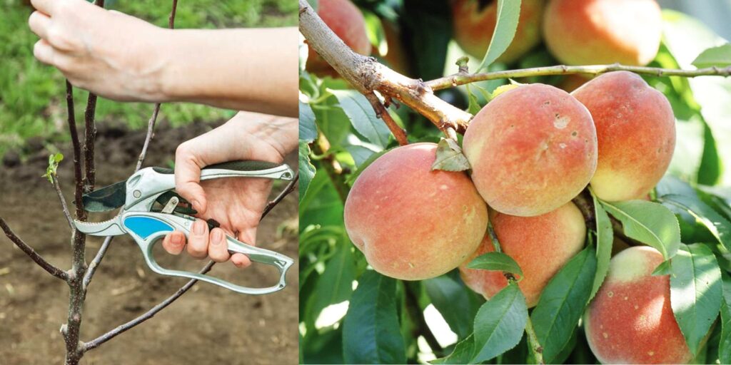 How to Maximize Peach Tree Productivity Through Expert Pruning: A Step ...