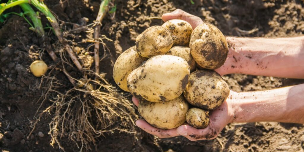 The Essential Guide to Curing Potatoes for Long-Term Storage - Natural ...
