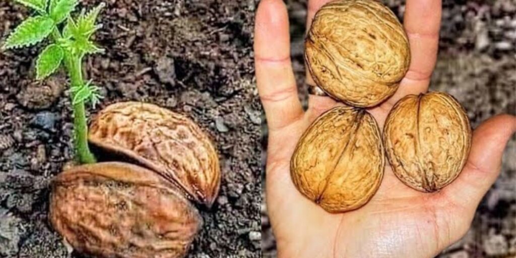 The Ultimate Guide to Germinating Walnut Seeds: A Step-by-Step Process ...