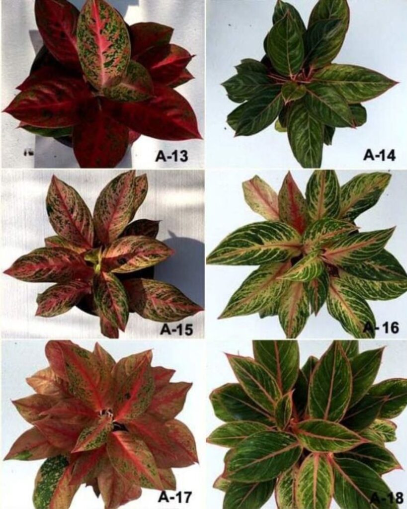 The Vibrant World of Thai Aglaonema Varieties: A Comprehensive Guide to ...