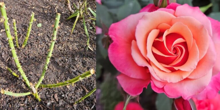 Essential Pruning Techniques for Roses in Cold Climates: A ...