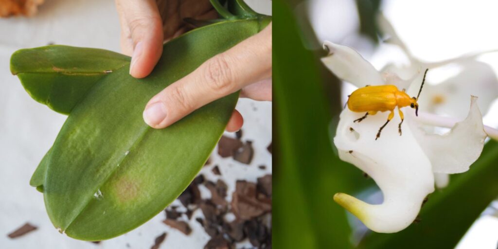 The Top 5 Orchid Pests and How to Get Rid of Them: A Comprehensive ...