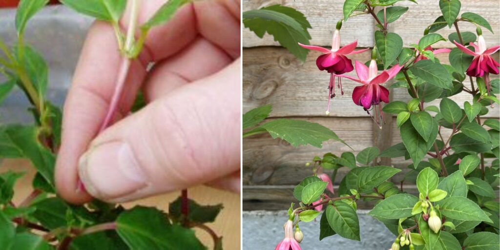 The Ultimate Guide to Taking Fuchsia Cuttings: A Step-by-Step Guide for Success - Natural Garden ...