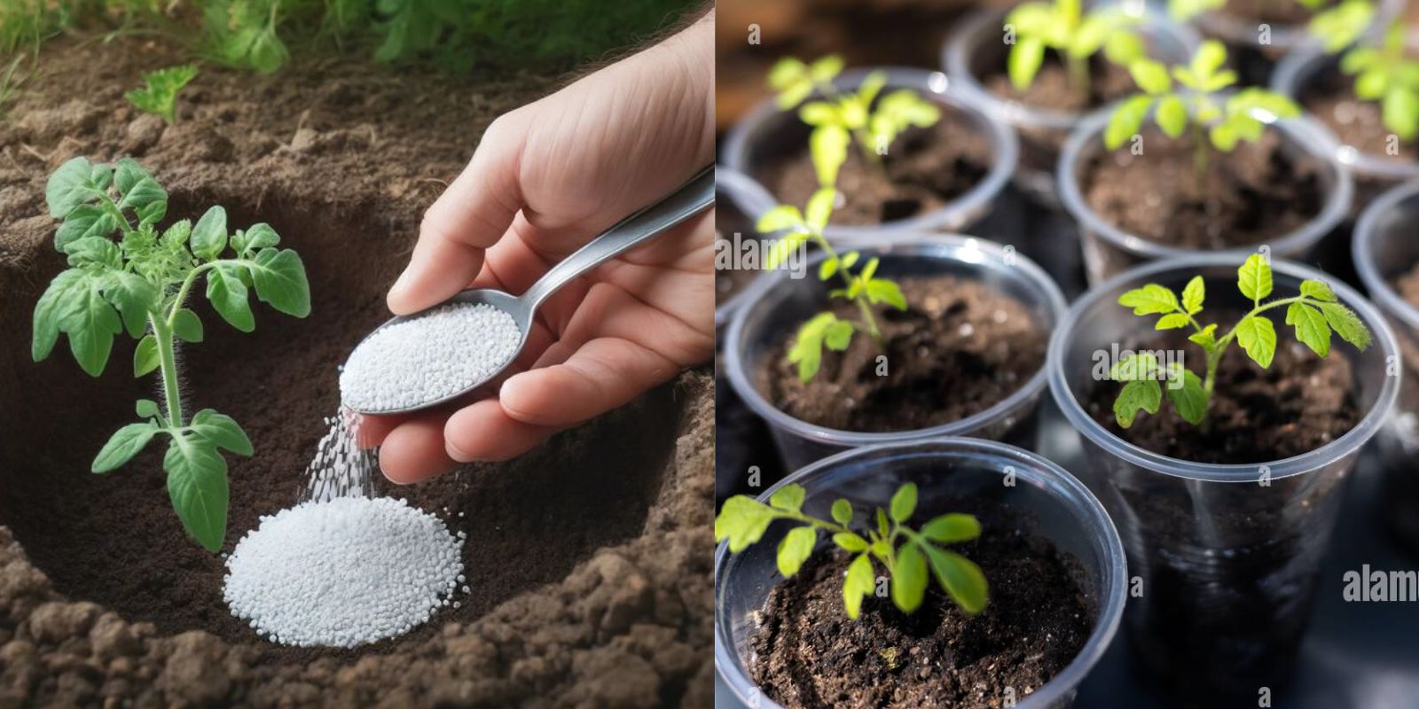 The Essential Ingredients for Growing Juicy Tomatoes: Why You Should ... The Essential Ingredients for Growing Juicy Tomatoes: Why You Should ...