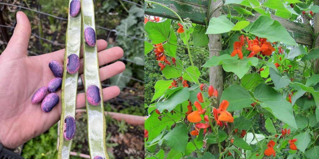 The Ultimate Guide to Growing Scarlet Runner Beans: From Seed to ...