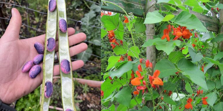The Ultimate Guide to Growing Scarlet Runner Beans: From Seed to ...