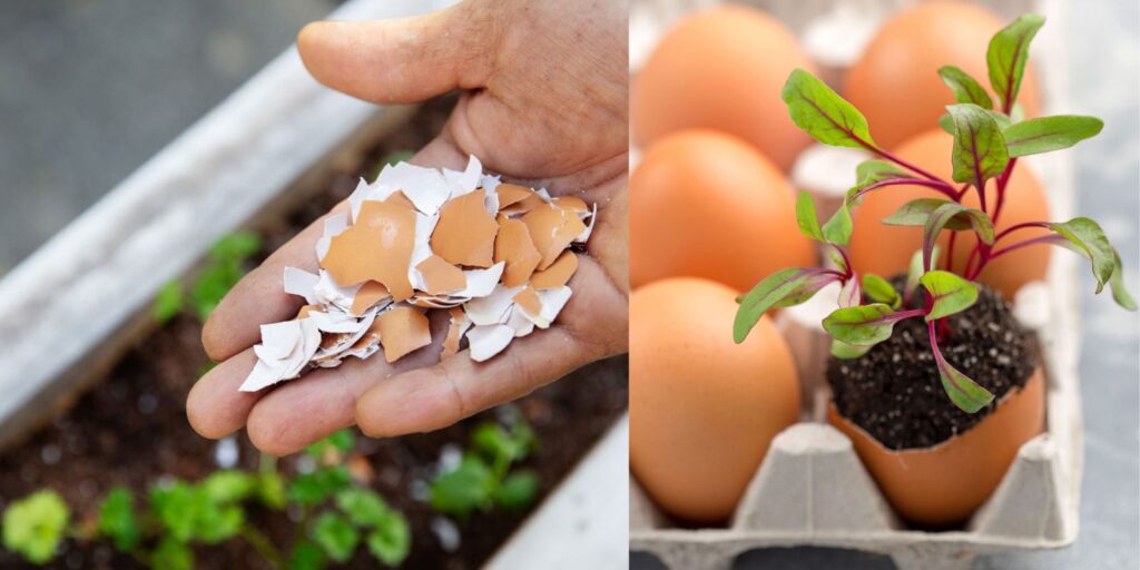 How to Use Eggshells in the Garden: A Natural, Eco-Friendly Boost for ...