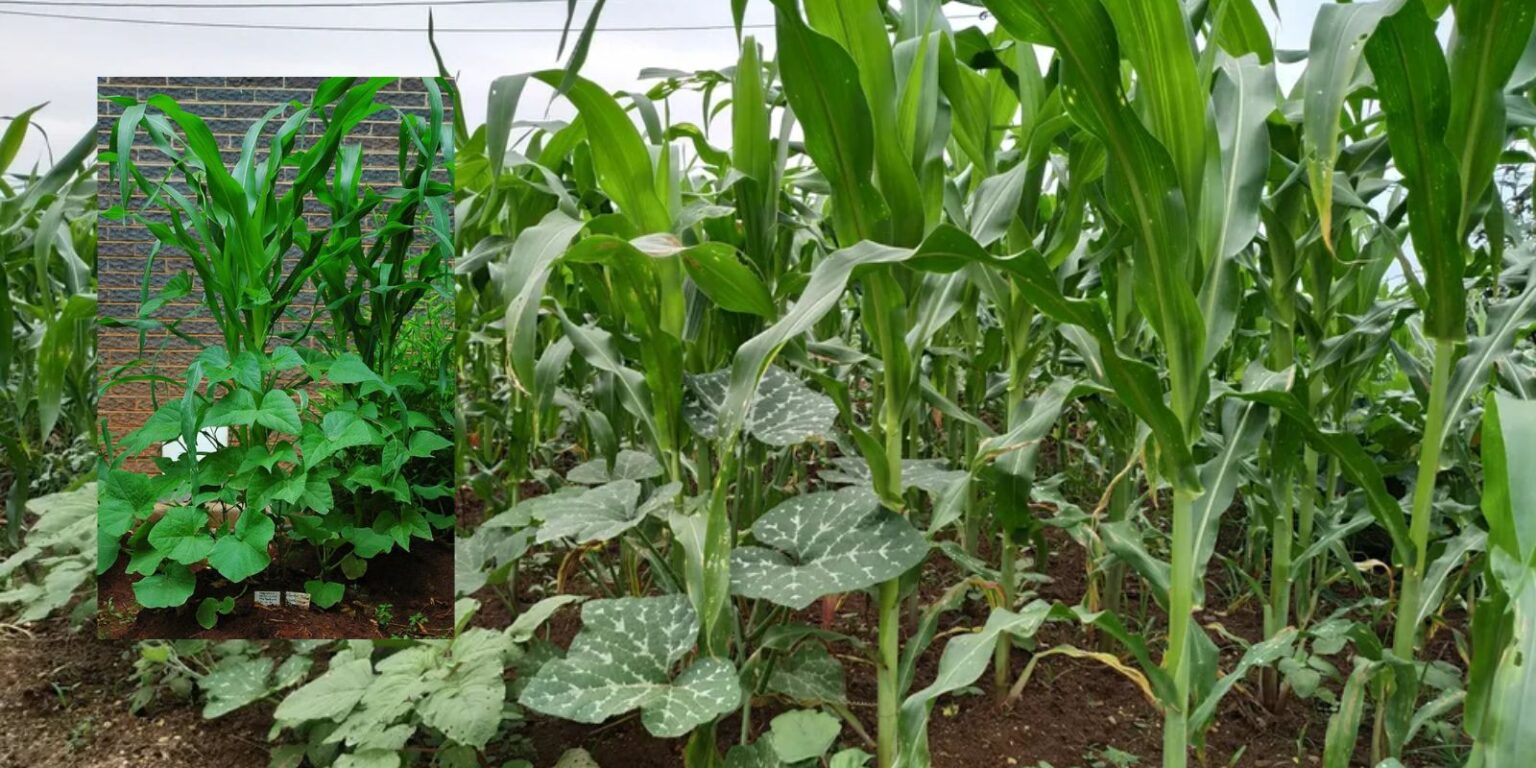 The Three Sisters Planting Method: An Ancient, Sustainable Gardening ...