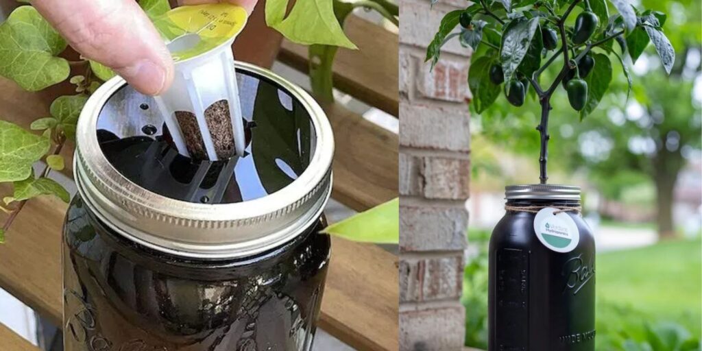 7 Crucial Things to Know About the Kratky Method of Gardening - Natural ...