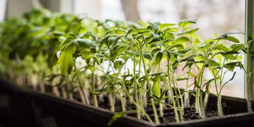 Mastering the Art of Hardening Off Seedlings: A Complete Guide for ...