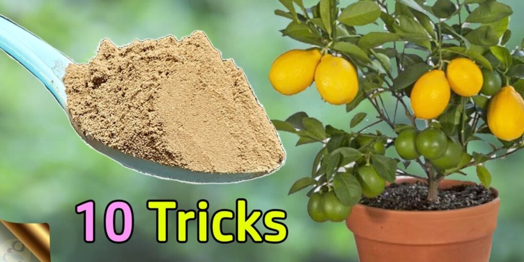 Do Citrus Lemon Trees Like Acidic Soil? A Comprehensive Guide to ...