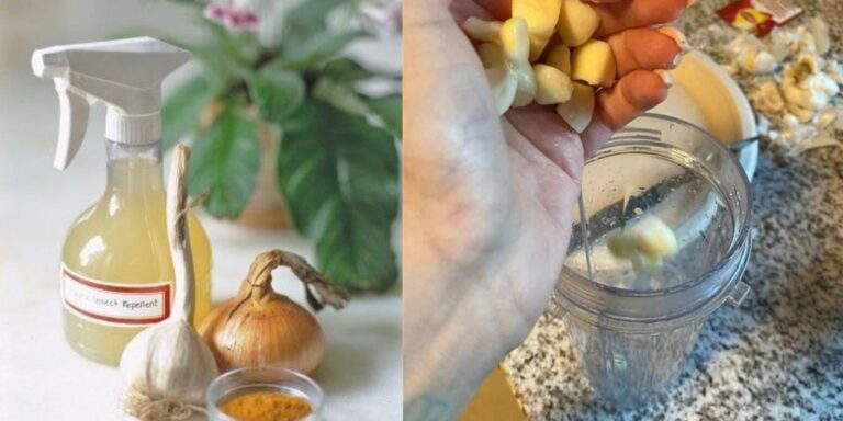 The Power of Garlic: How to Make Garlic Spray for Aphids and Keep Your ...