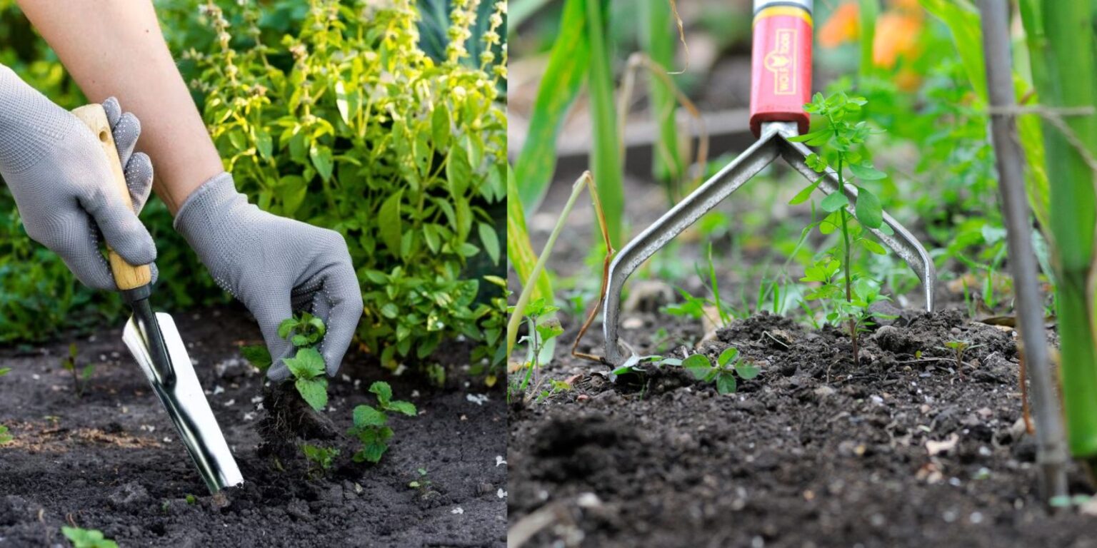 How to Stop Weeds From Taking Over Your Veggie Garden: A Comprehensive ...