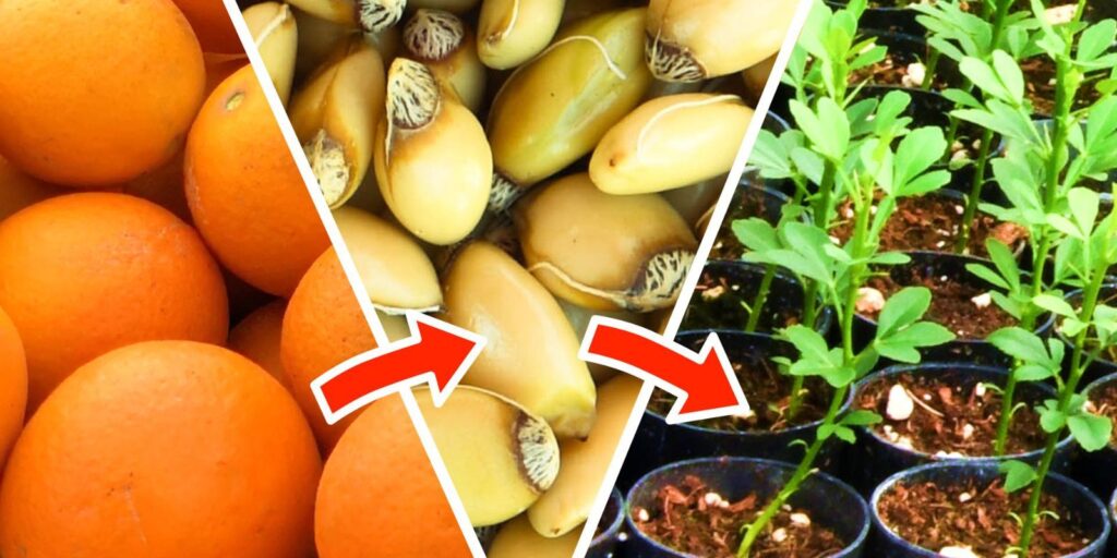Grow Your Own Citrus Trees from Seed: A Step-by-Step Guide - Natural ...