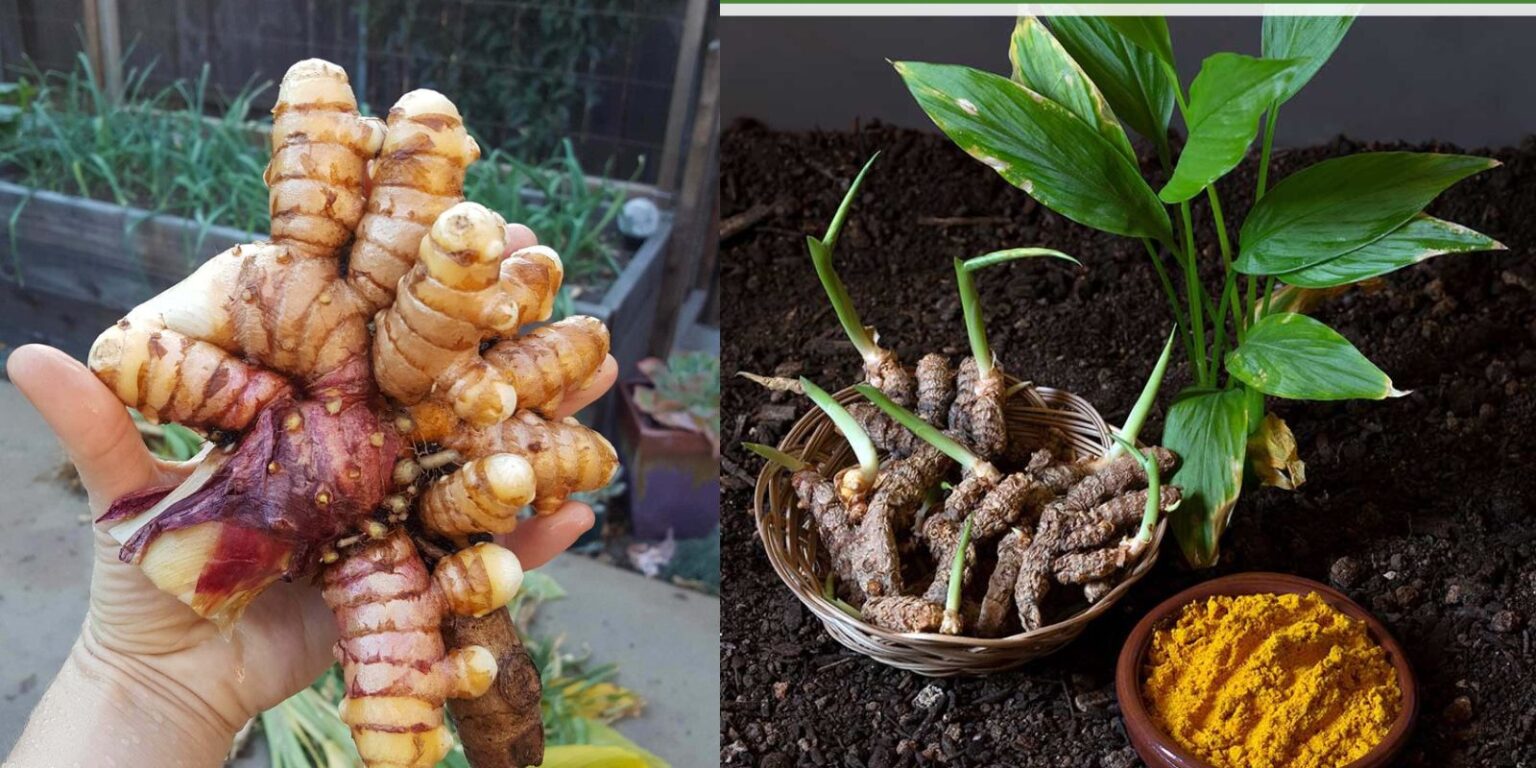 Growing Turmeric in Containers: A Comprehensive Guide for Any Climate ...