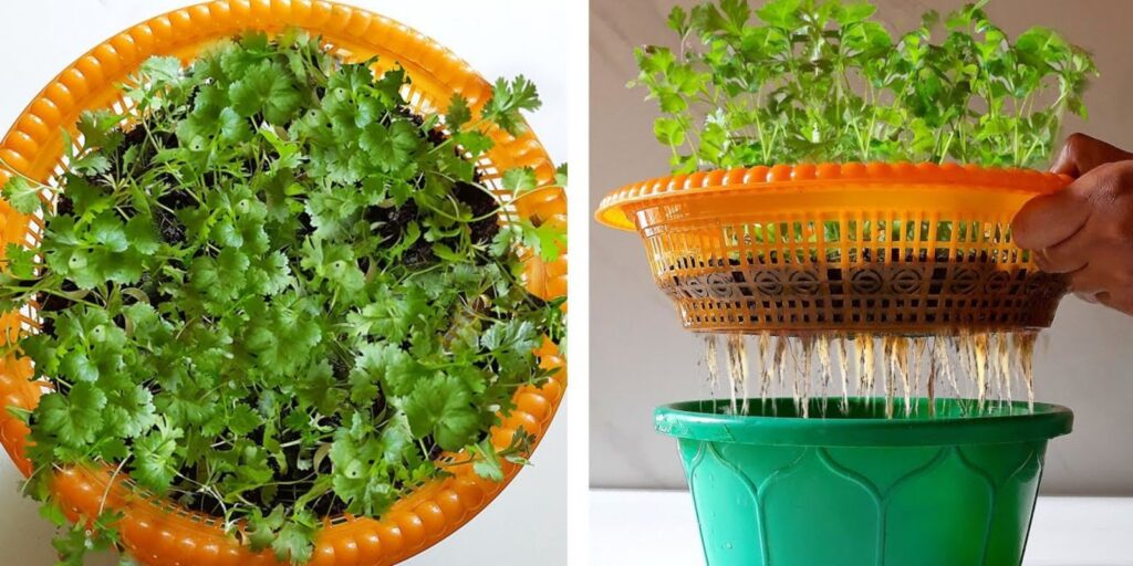 Growing Coriander at Home in Water: The Easiest Method for a Fresh Herb ...