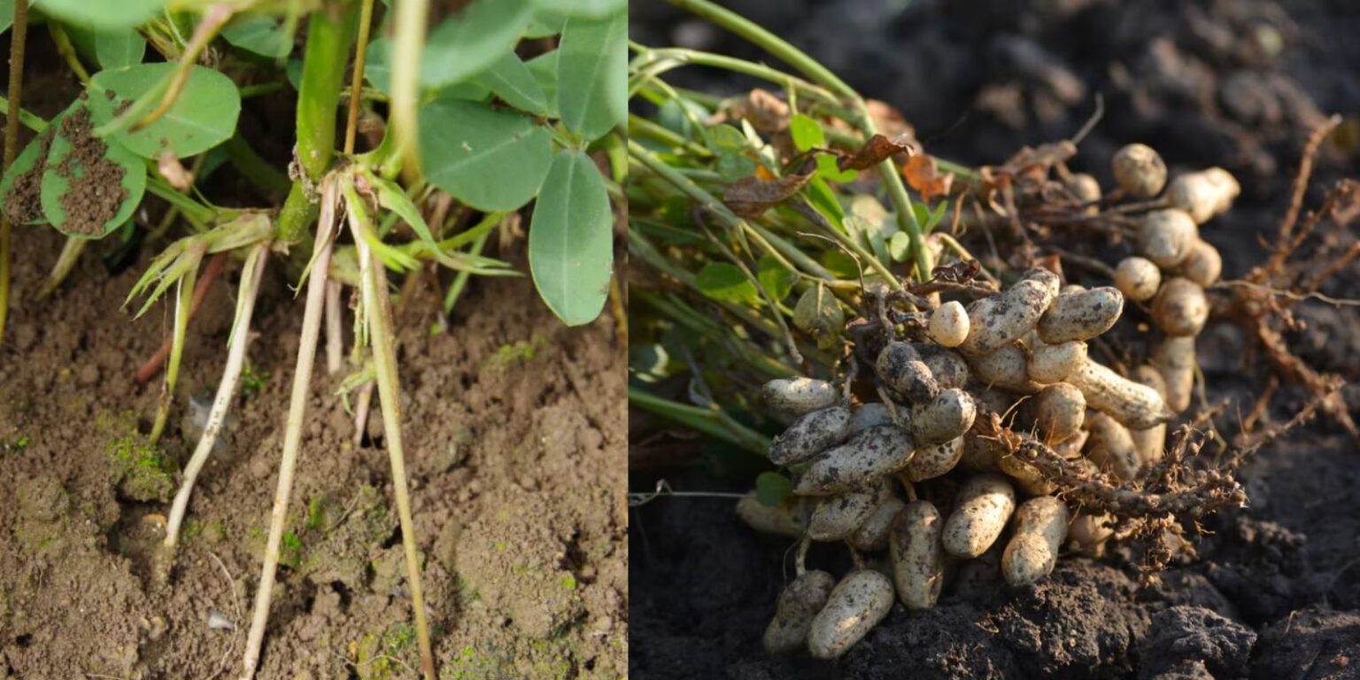How to Grow Peanuts at Home: A Comprehensive Step-by-Step Guide ...