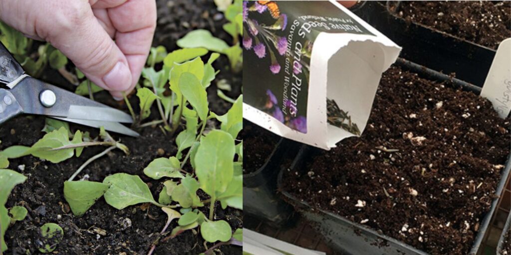 The Dos and Don’ts of Direct Sowing: Your Ultimate Guide to Successful ...