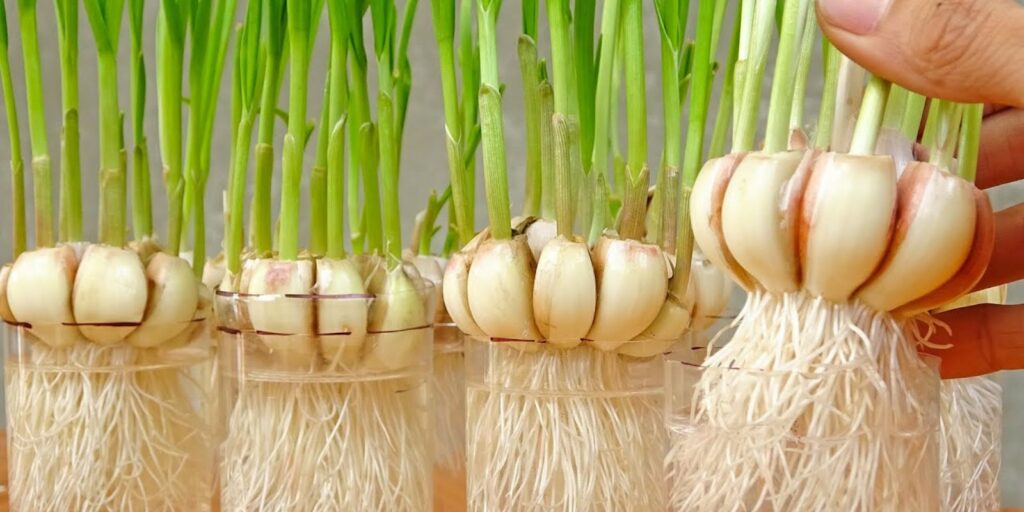 Growing Garlic Indoors: A Comprehensive Guide to Fresh Garlic Year ...