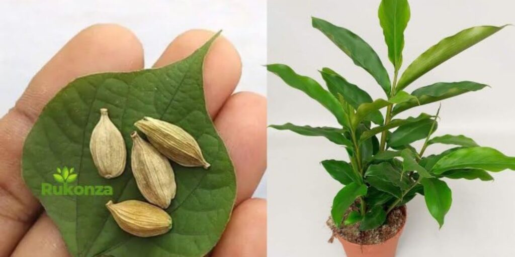 Growing Cardamom at Home: A Step-by-Step Guide for a Thriving Spice ...