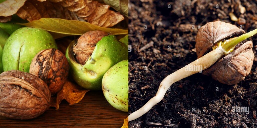 A Comprehensive Guide to Propagating Walnut Trees from Seeds - Natural ...