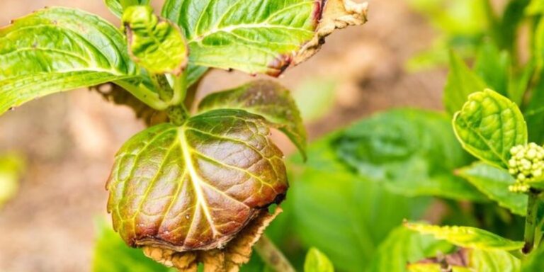 17 Common Problems With Hydrangeas And How To Avoid Them Natural 8150
