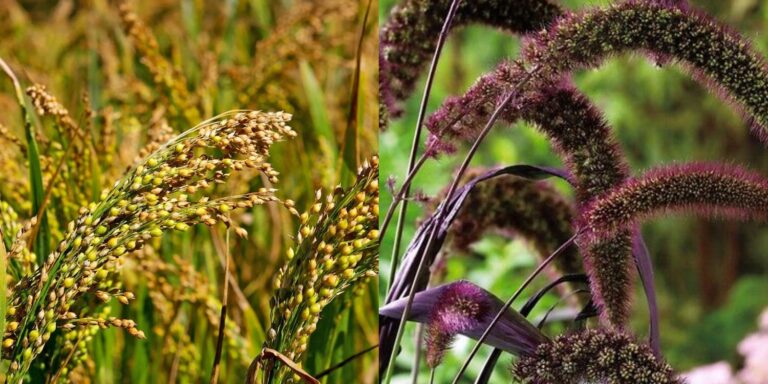 Growing Millet: The Ultimate Guide to Planting, Caring, and Harvesting ...