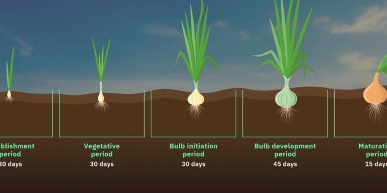 The Ultimate Guide to Planting Onions in Your Farm Garden: A Step-by ...