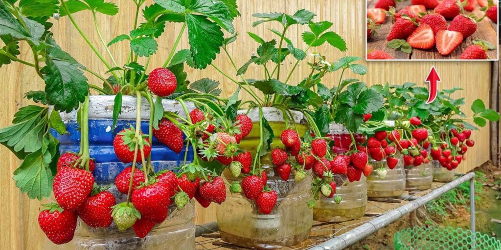 How to Cultivate Juicy Strawberries in 5L Plastic Bottle Containers: A ...