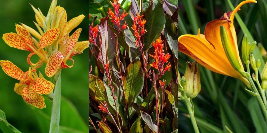 The Ultimate Guide to Dividing Canna Lilies for a Healthier, More ...