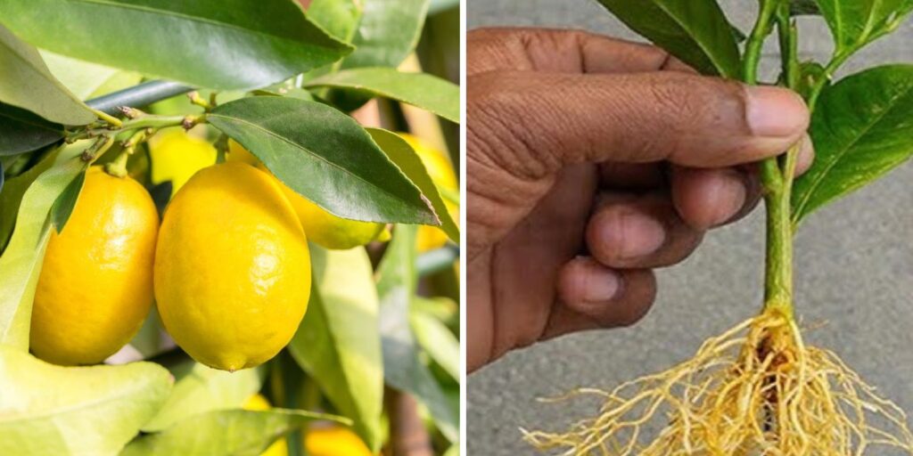 How to Grow a Giant Lemon Tree No Matter Where You Live - Natural ...