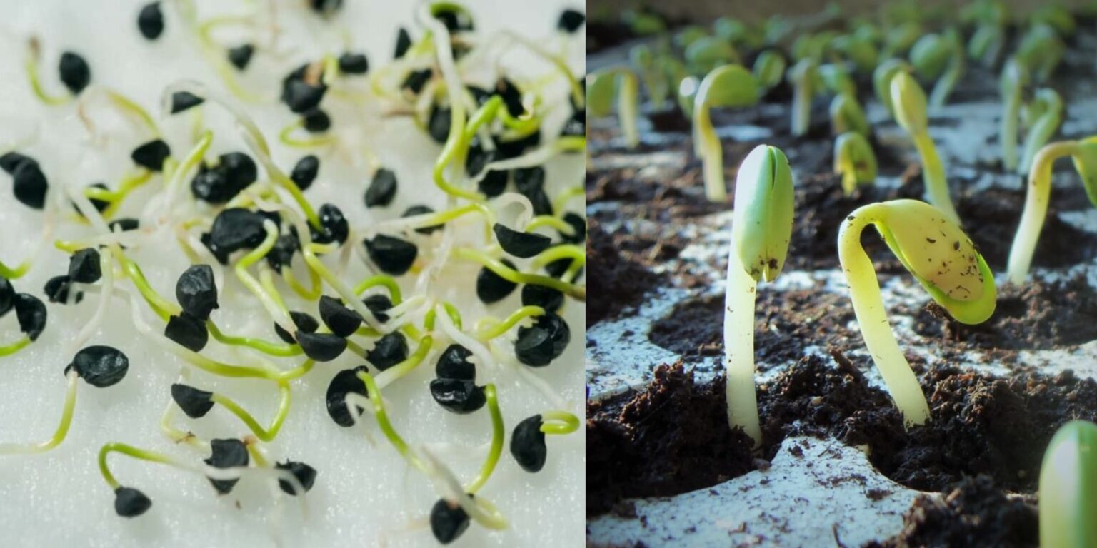 The Paper Towel Method: Germinating Seeds Made Easy - Natural Garden Tips