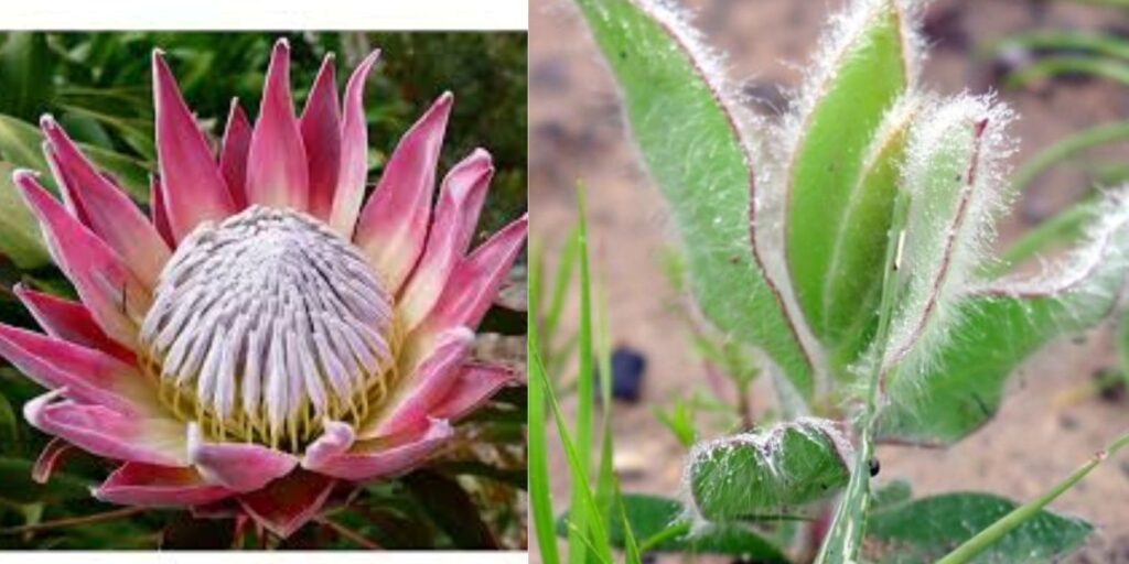 Unlocking the Beauty of Protea: A Comprehensive Guide to Growing Protea ...