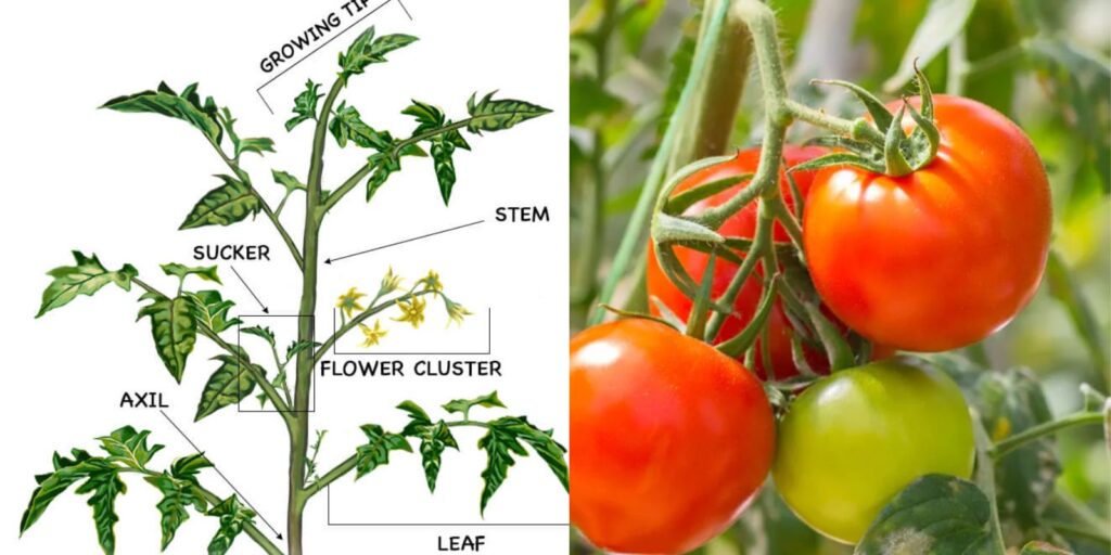 Pruning Tomatoes for Maximum Yield and Plant Health: A Comprehensive ...