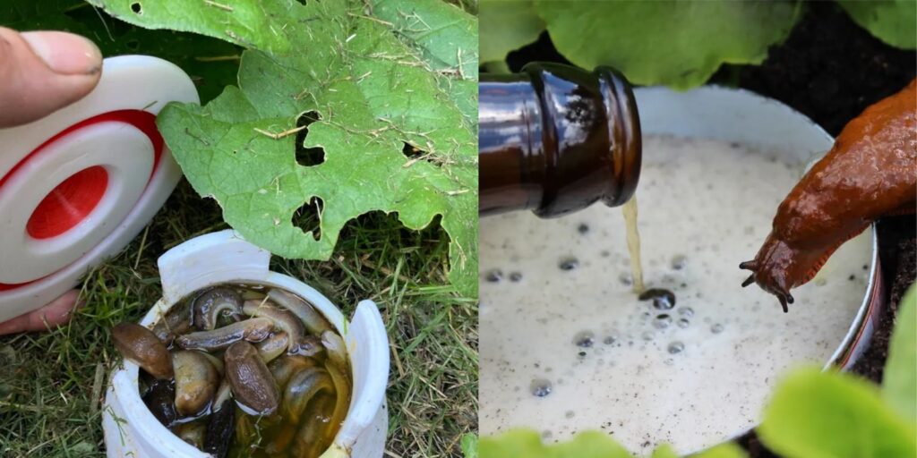 Homemade Beer Traps: A Natural Solution to Garden Pests - Natural ...
