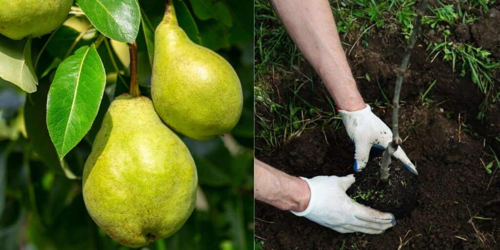 How to Grow Pear Trees in 10 Simple Steps - Natural Garden Tips