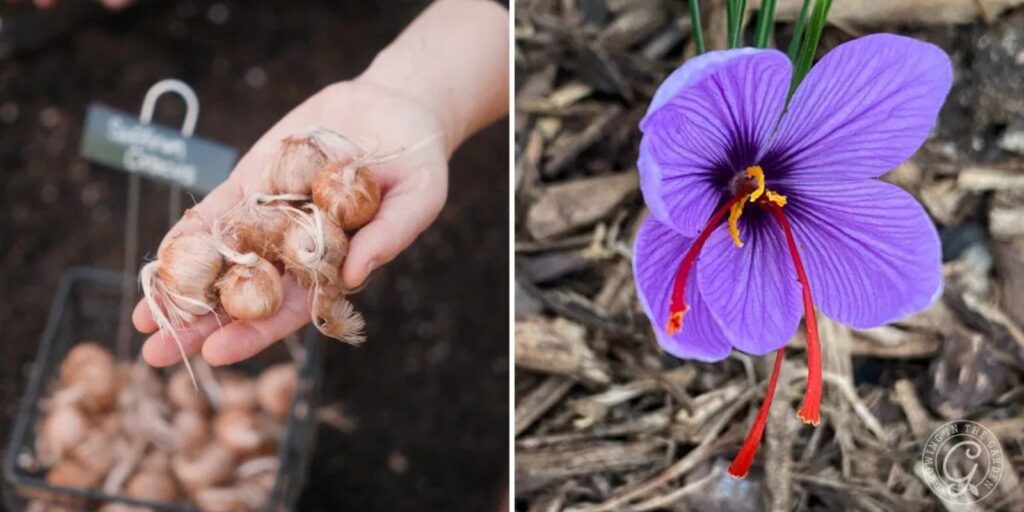 How to Grow Saffron Crocus: 8 Tips for Growing Saffron - Natural Garden ...