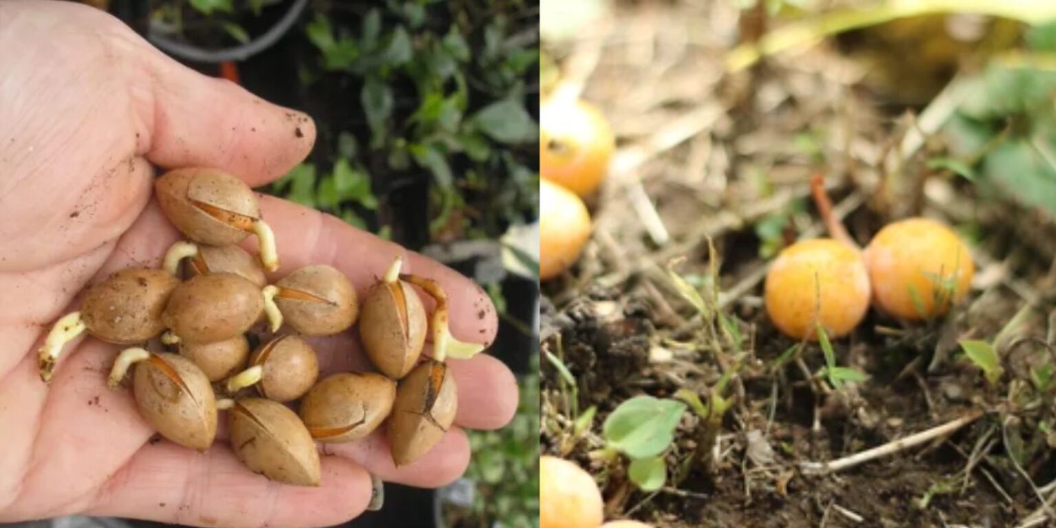 How to Start a Ginkgo Tree From Seed: A Comprehensive Guide - Natural ...