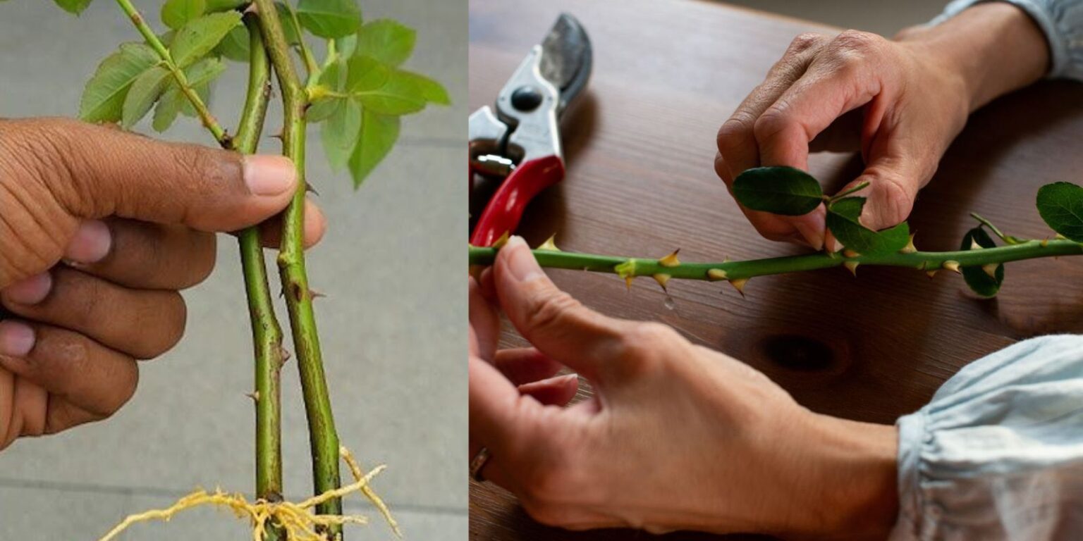 The Art of Growing Roses from Cuttings: A Comprehensive Guide - Natural ...