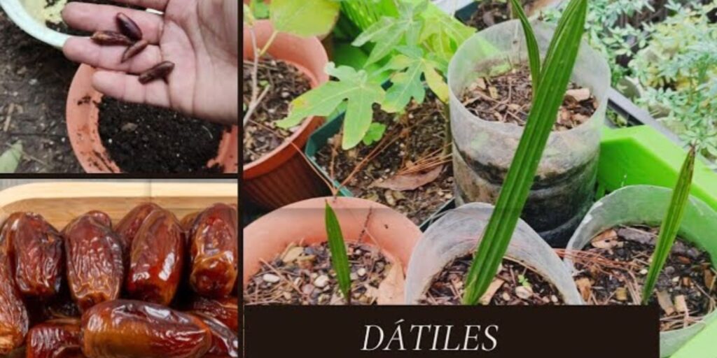 "How to Grow Dates from Seeds: A Simple Guide for a Beautiful Date Palm ...