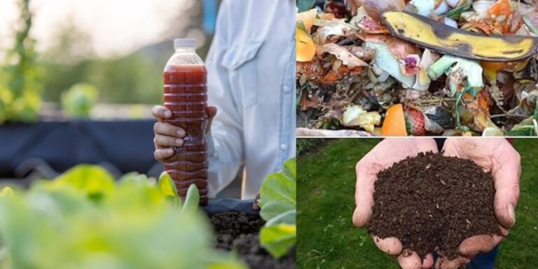 Transforming Kitchen Waste into Gold: How to Make Compost and Liquid ...